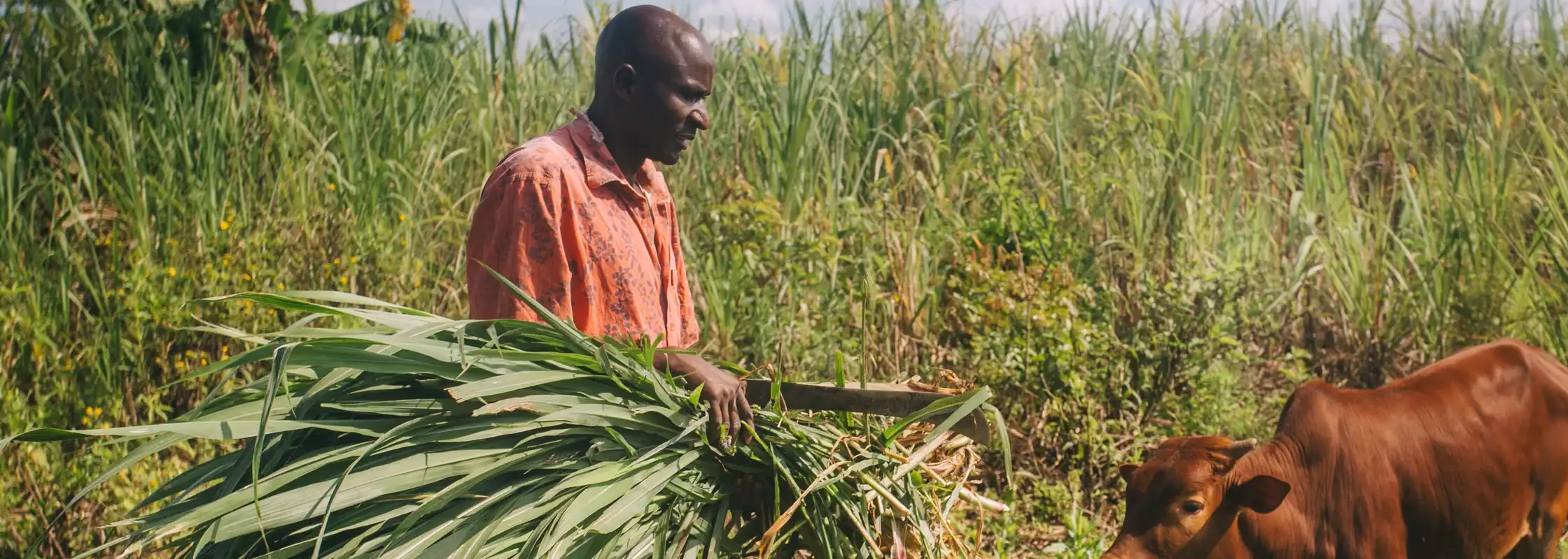 Giftfria jordbruk i Uganda. - The Hunger Project Sverige