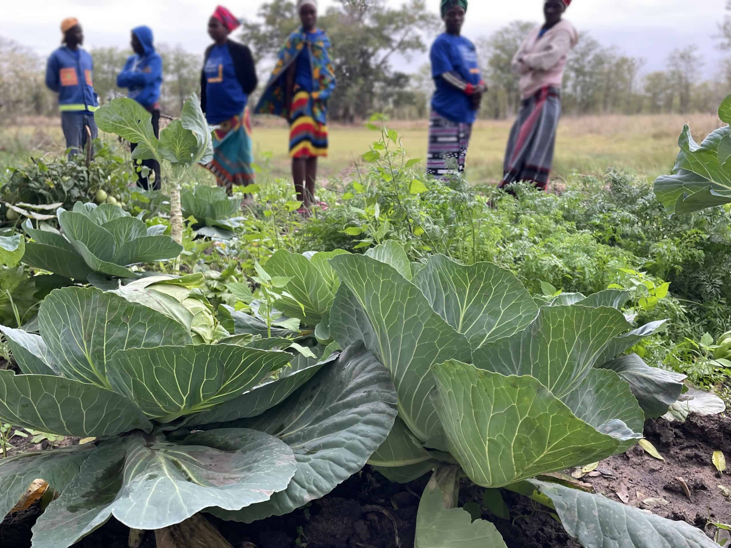The Hunger Project officiell observatör på klimatmötet COP29. - The ...