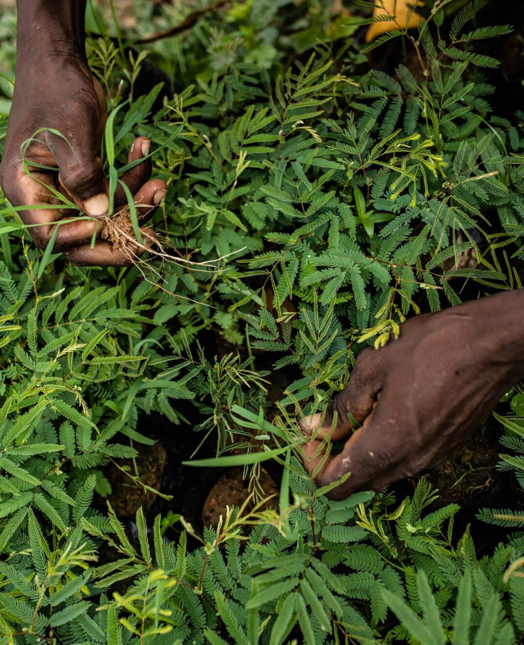Matproduktion. - The Hunger Project Sverige